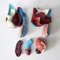 China Anatomical Model for Clinics 5 Parts Male Genital Organs Internal and External for sale