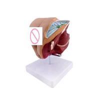 China Schools Can Now Teach Female Genital Organ Anatomy with Anatomical Demonstration Model for sale