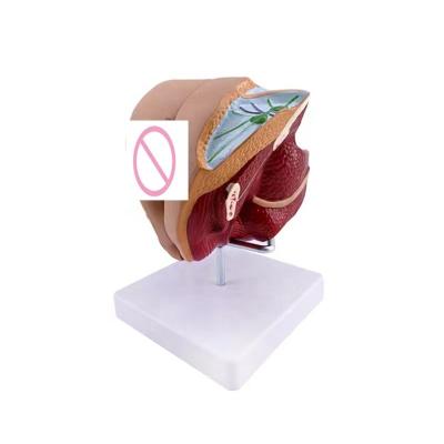 China Schools Can Now Teach Female Genital Organ Anatomy with Anatomical Demonstration Model for sale
