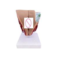 China Schools Can Now Teach Female Genital Organ Anatomy with Anatomical Demonstration Model for sale