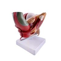 China Schools Can Now Teach Female Genital Organ Anatomy with Anatomical Demonstration Model for sale