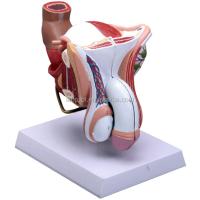 China Subject Medical Science Anatomical demonstration Human Male Reproductive System Model for sale