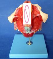 China Human Reproductive System Model Effective Teaching with Female Genital Organs Anatomy for sale