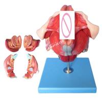 China Human Reproductive System Model Effective Teaching with Female Genital Organs Anatomy for sale