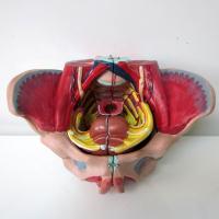 China Female Pelvis Anatomical Model with Detailed Nerves Vessels and Female Pelvic Anatomy for sale