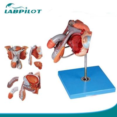 China Male Genital Organs Model Anatomical Representation for Hospitals and Medical Schools for sale