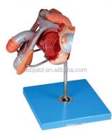 China Male Genital Organs Model Anatomical Representation for Hospitals and Medical Schools for sale