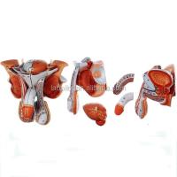 China Male Genital Organs Model Anatomical Representation for Hospitals and Medical Schools for sale