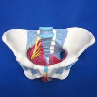 China Human Reproductive System Model Advanced Pelvis with Pelvic Floor Muscles and Perineum for sale