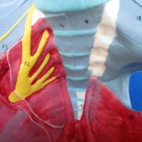 China Human Reproductive System Model Advanced Pelvis with Pelvic Floor Muscles and Perineum for sale