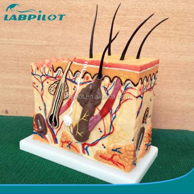 China Human Anatomical Models Skin Block Model with Vivid Histology and Embryology Features for sale