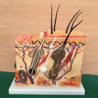 China Human Anatomical Models Skin Block Model with Vivid Histology and Embryology Features for sale