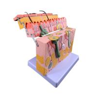 China Medical Science Human Teaching Vivid Histology and Embryology Model for Anatomy Study for sale