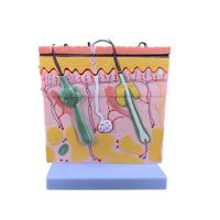 China Medical Science Human Teaching Vivid Histology and Embryology Model for Anatomy Study for sale