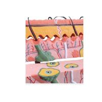 China Medical Science Human Teaching Vivid Histology and Embryology Model for Anatomy Study for sale