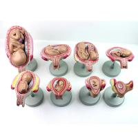 China Realistic Human Embryo Fetus Anatomical Model for Demonstrating Embryonic Development for sale