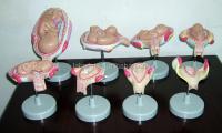 China Realistic Human Embryo Fetus Anatomical Model for Demonstrating Embryonic Development for sale