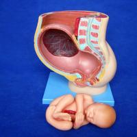 China Patients Care Demonstration Female Pelvis with Uterus in Ninth Month Pregnancy Model for sale