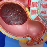 China Patients Care Demonstration Female Pelvis with Uterus in Ninth Month Pregnancy Model for sale