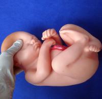 China Patients Care Demonstration Female Pelvis with Uterus in Ninth Month Pregnancy Model for sale