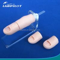 China Nail Excision Training Model for Clinical Surgical Skills Teaching in Medical Science for sale