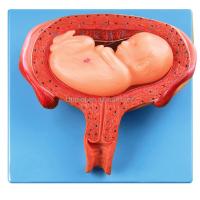 China Advanced PVC Human Sixth Month Embryo Model for Realistic Fetal Developmental Process for sale