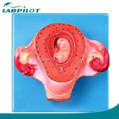 China Advanced PVC Human Second Month Embryo Model for Realistic Embryonic Growth Simulation for sale