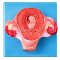 China Advanced PVC Human Second Month Embryo Model for Realistic Embryonic Growth Simulation for sale