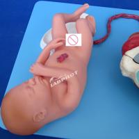 China Advanced PVC Childbirth Process Demonstration Model Full Term Fetal Birthing Training for sale