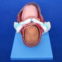 China Advanced PVC Childbirth Process Demonstration Model Full Term Fetal Birthing Training for sale