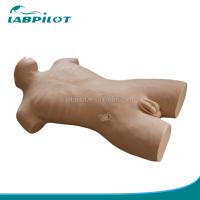 China Human Life Size Vivid Wound Manikin for Central Venipuncture Training in Healthcare for sale