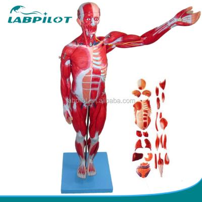 China Anatomical Model 27 Parts Full Body Muscles with Internal Organs 78cm Anatomy Model for sale