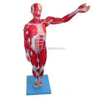 China Anatomical Model 27 Parts Full Body Muscles with Internal Organs 78cm Anatomy Model for sale