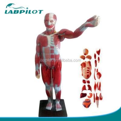 China Advanced PVC Full Body Muscles Model with Internal Organs Displaying Function 170cm for sale