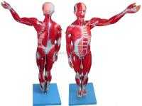 China Vivid Muscles Model 18 Parts Full Body Male Model with Detachable Anatomical Features for sale