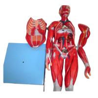 China Vivid Muscles Model 18 Parts Full Body Male Model with Detachable Anatomical Features for sale
