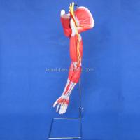 China Teaching Demonstration Model of Detailed Anatomy Structures for Upper Limb Muscles for sale