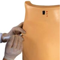 China Medical Model for Puncture Training Demonstration Electronic Muscle Injection Teaching for sale
