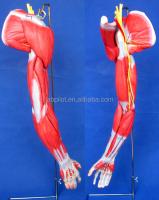 China Teaching Demonstration Model of Detailed Anatomy Structures for Upper Limb Muscles for sale
