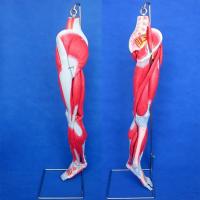 China Anatomical Leg Muscles Teaching Model with 10 Parts Lower Limb Muscles Demonstration for sale