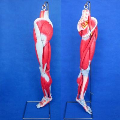 China Anatomical Leg Muscles Teaching Model with 10 Parts Lower Limb Muscles Demonstration for sale