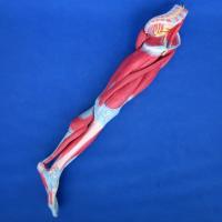 China Anatomical Leg Muscles Teaching Model with 10 Parts Lower Limb Muscles Demonstration for sale