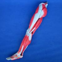 China Anatomical Leg Muscles Teaching Model with 10 Parts Lower Limb Muscles Demonstration for sale