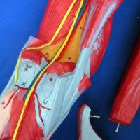 China Anatomical Leg Muscles Teaching Model with 10 Parts Lower Limb Muscles Demonstration for sale