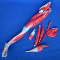China Anatomical Leg Muscles Teaching Model with 10 Parts Lower Limb Muscles Demonstration for sale