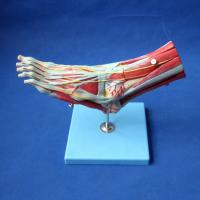 China Human Muscles Anatomical Models Advanced 9 Parts Foot Model with Nerves and Anatomy for sale