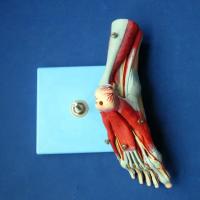 China Human Muscles Anatomical Models Advanced 9 Parts Foot Model with Nerves and Anatomy for sale