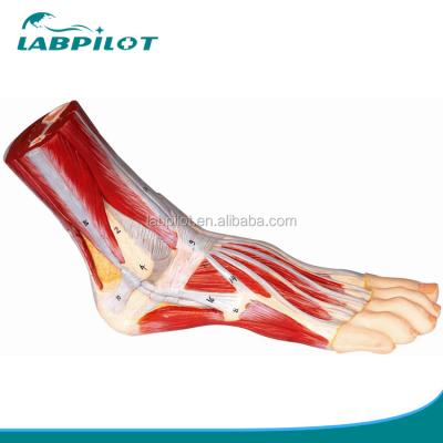 China Medical Science Accurate 3D Anatomical Human Foot Model for Training and Demonstration for sale