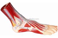 China Medical Science Accurate 3D Anatomical Human Foot Model for Training and Demonstration for sale