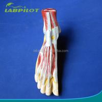China Anatomical Model of the Foot Human Life Size Detailed Median Sagittal Section Anatomy for sale